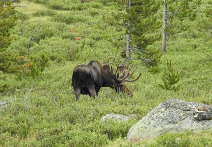 Preference points | Wyoming Game & Fish Department